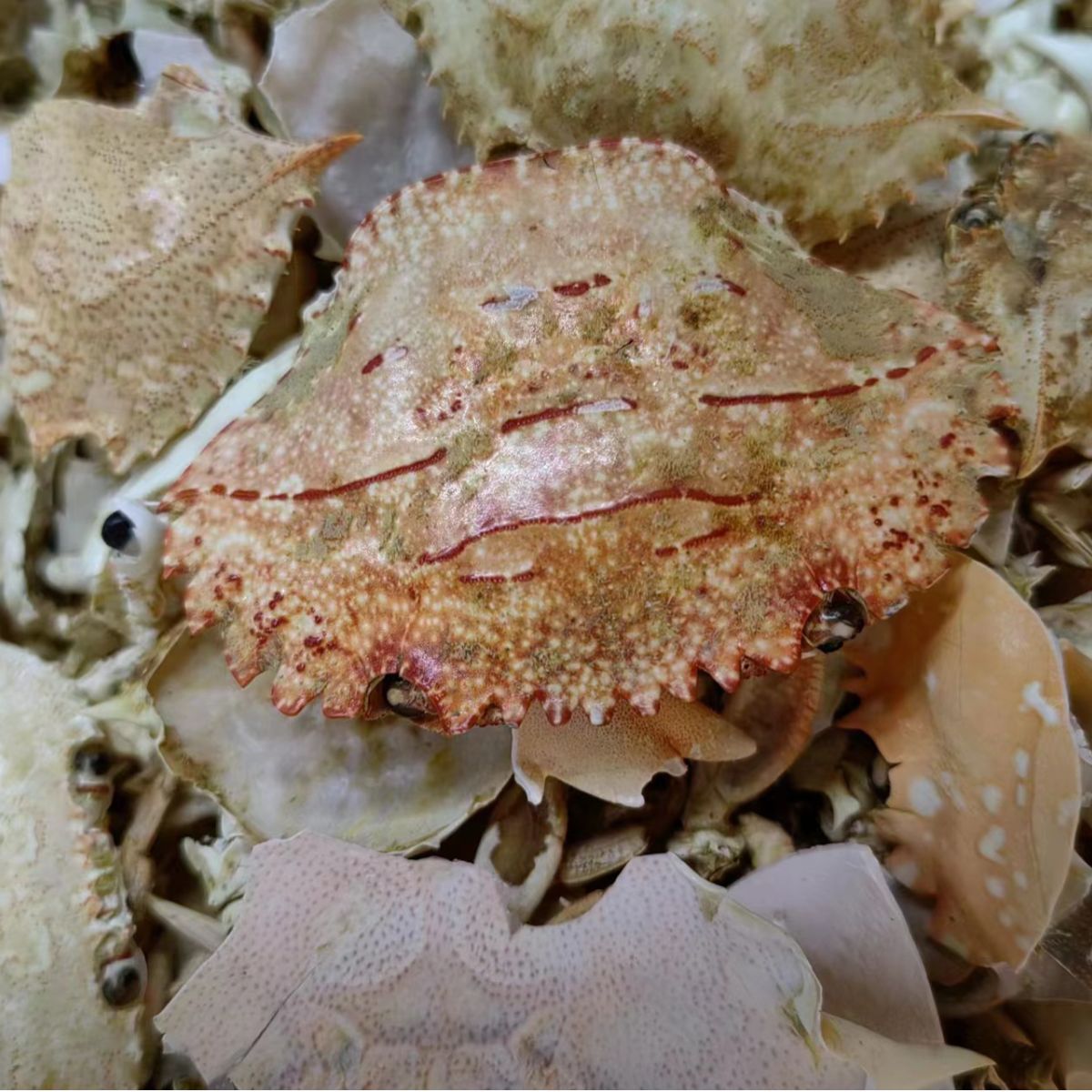 Eriocheir Sinensis Seu Poramon · Fang Hai · 方海 – Renji Herbal Therapy