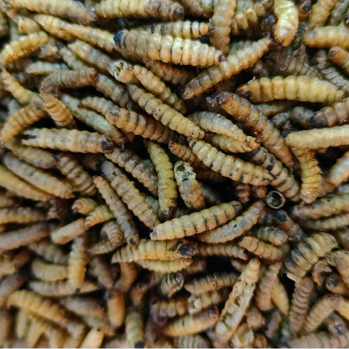 Oriental Latrine Fly · Larvae Chrysomya Megacephala · Wu Gu Chong · 五谷 ...